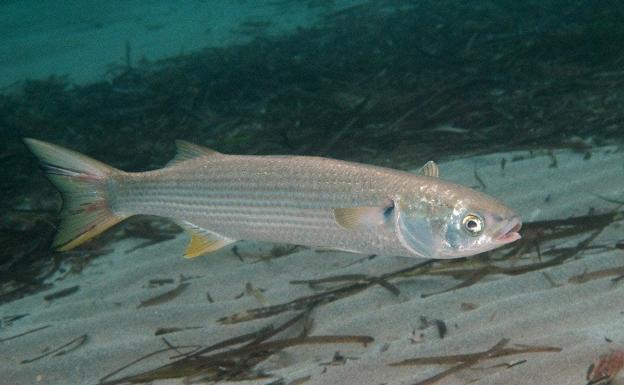Los pescados y crustáceos más baratos del litoral malagueño | Diario Sur