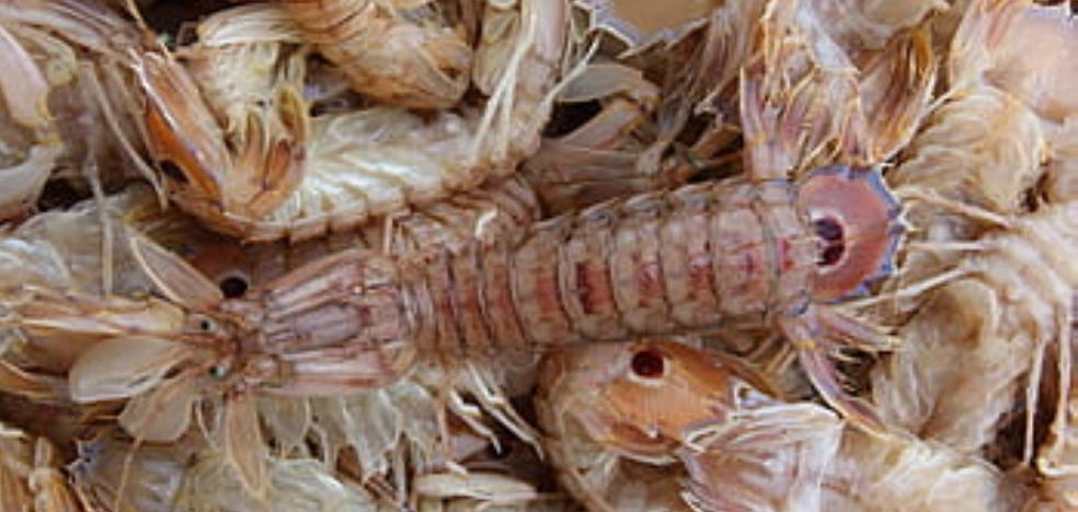 Galera, una deliciosa guerrera del mar | Diario Sur