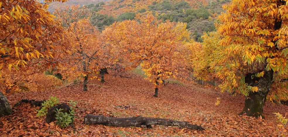 12 rutas de senderismo para disfrutar el otoño en Málaga | Diario Sur