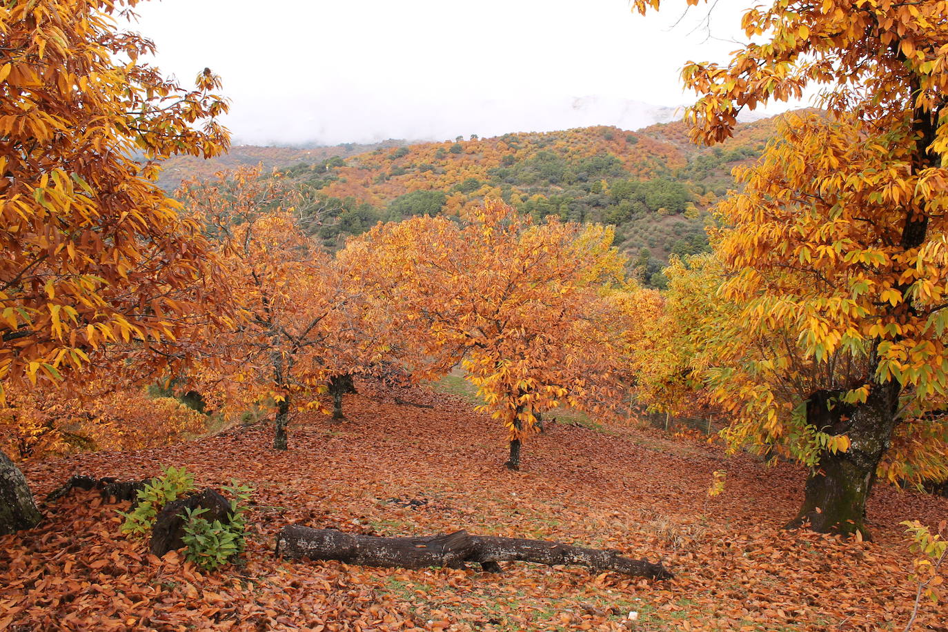 Doce rutas de senderismo para hacer este otoño en Málaga (una por ...