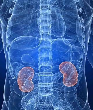 Paso adelante en la creación de riñones humanos a partir de células ...