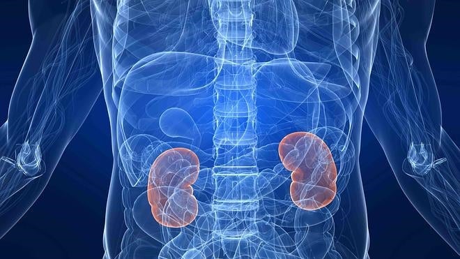 Paso adelante en la creación de riñones humanos a partir de células ...