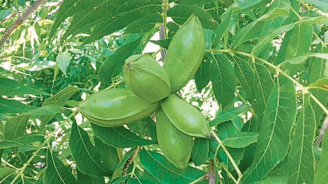 El cultivo de pacano gana terreno en los pueblos del Valle del ...